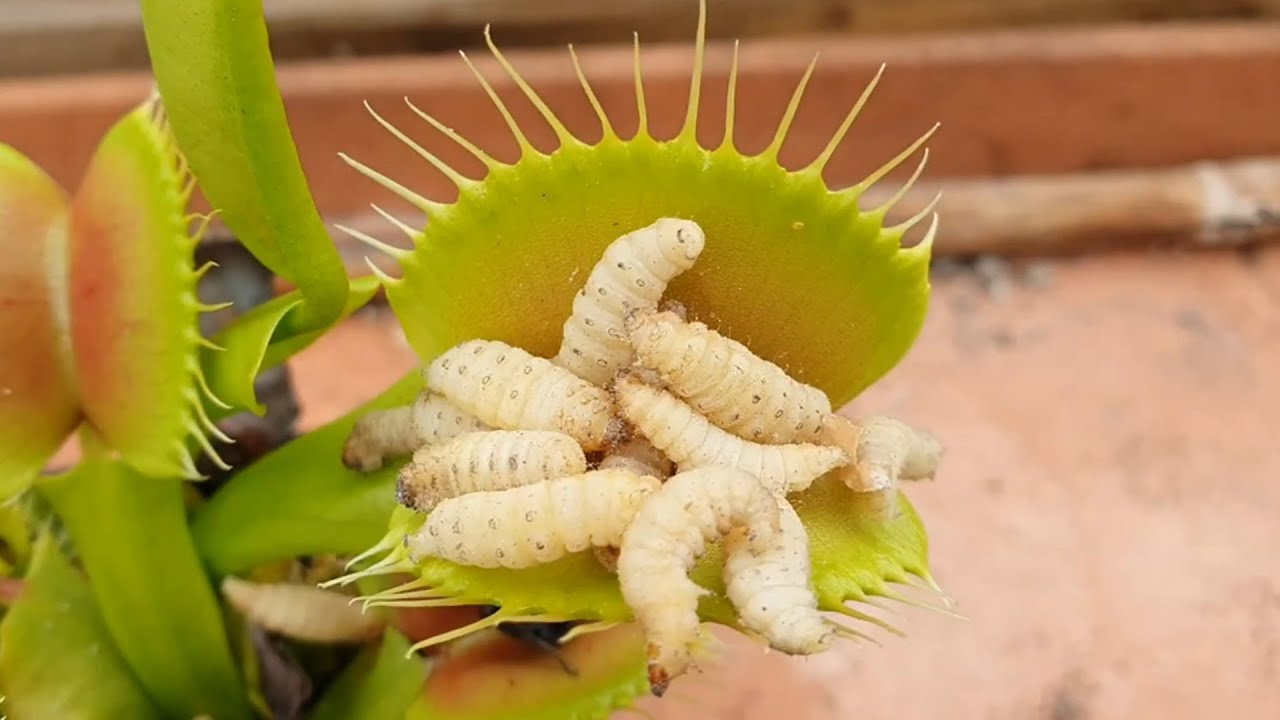 Guess How Many Worms This Flytrap Devoured! - YouTube
