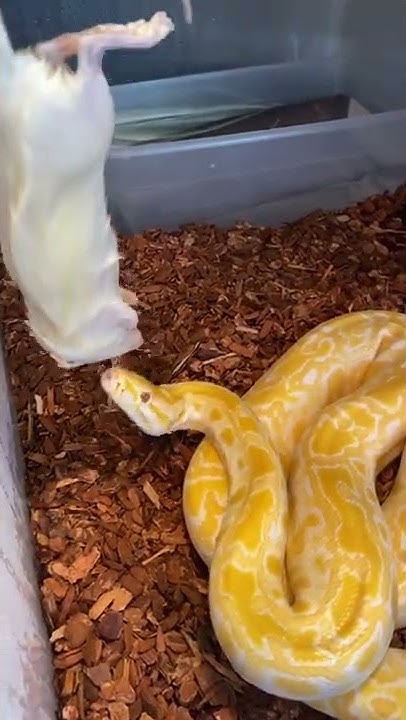 Albino Burmese Python Feeding! #snake #burmesepython #snakevideo # ...