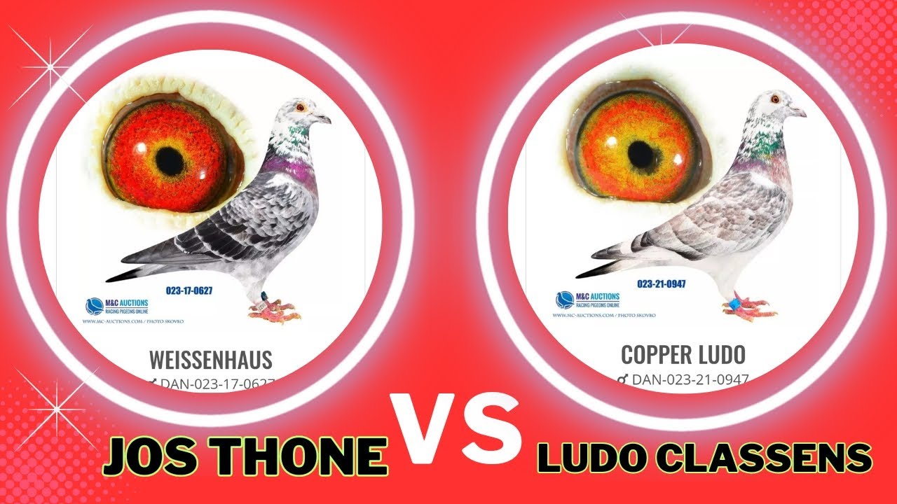 Jos Thone Vs Ludo Classens | Which One You Like To Buy | Racing Pigeons ...