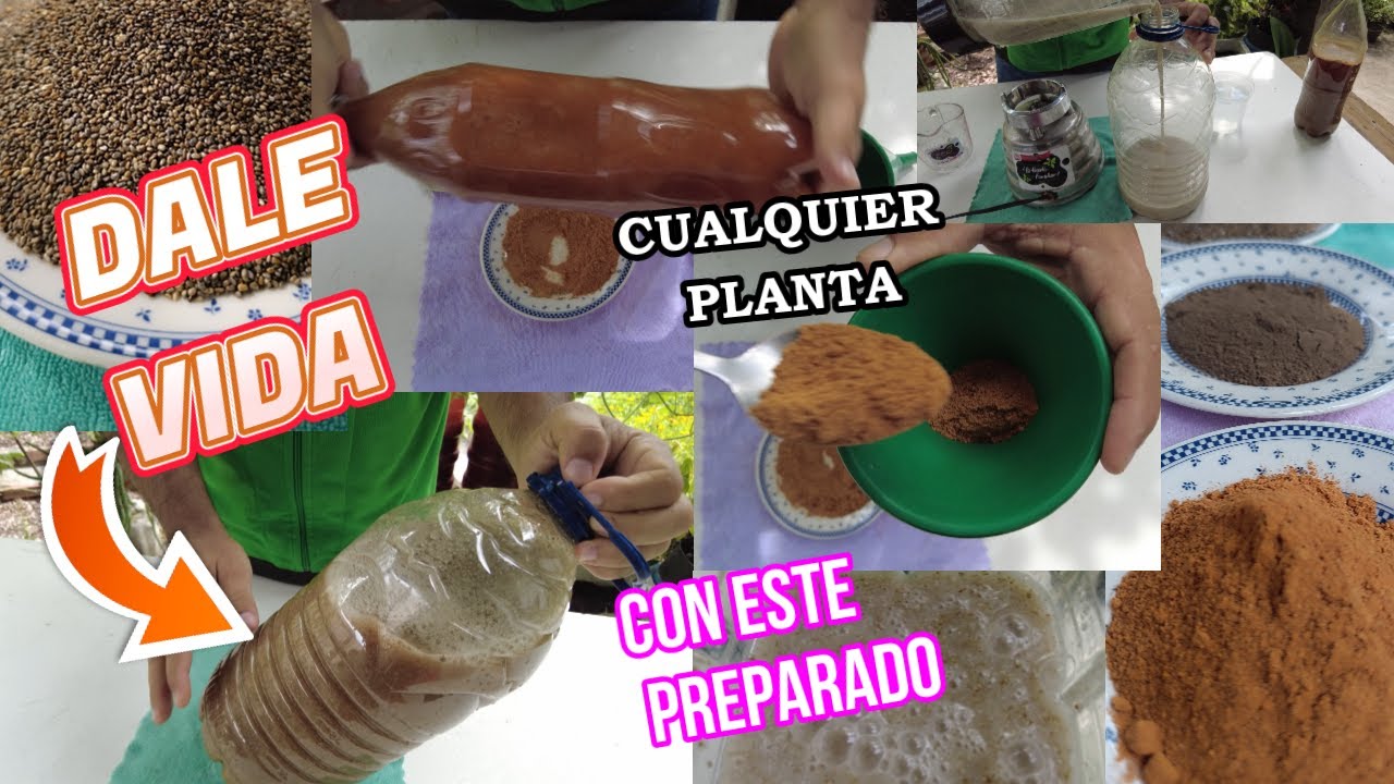 REVIVE cualquier PLANTA con este ABONO CASERO ! Curar plantas ENFERMAS ...