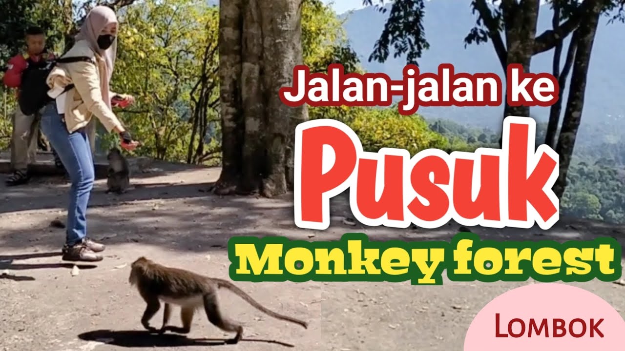 LOMBOK : Mengunjungi Monyet di Pusuk Monkey Forest || Lombok, NTB - YouTube