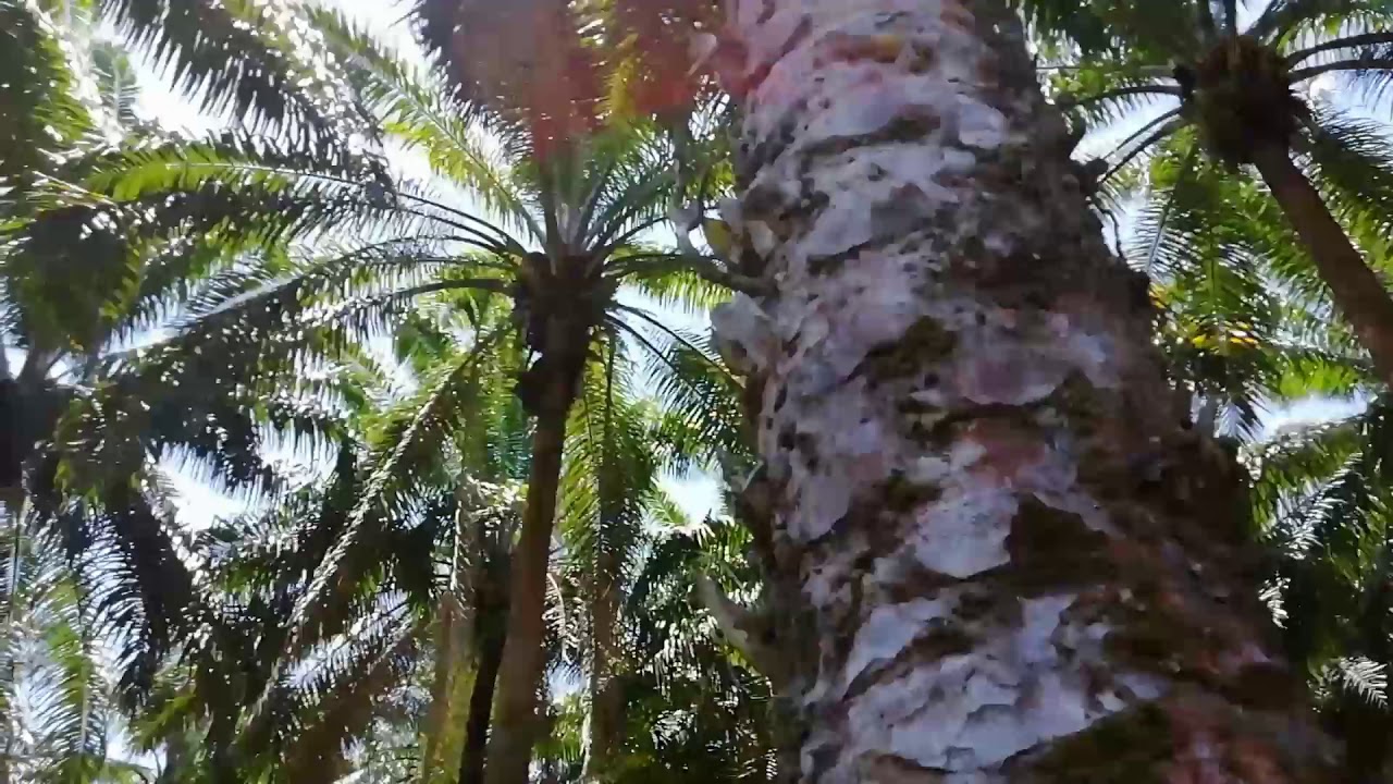 Palma Real Costa Rica. - YouTube