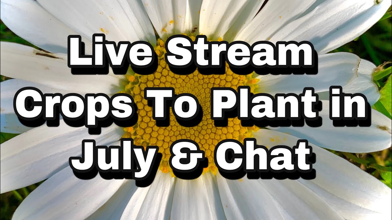 14 Crops to Plant in July & Garden Chat #Withme LIVE (REPLAY) - YouTube