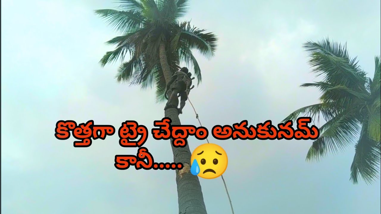 Coconut tree cutting skills||amazing coconut tree cutting ...
