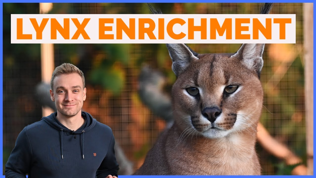 Kato the rescue Caracal- Rescue animal stories - YouTube