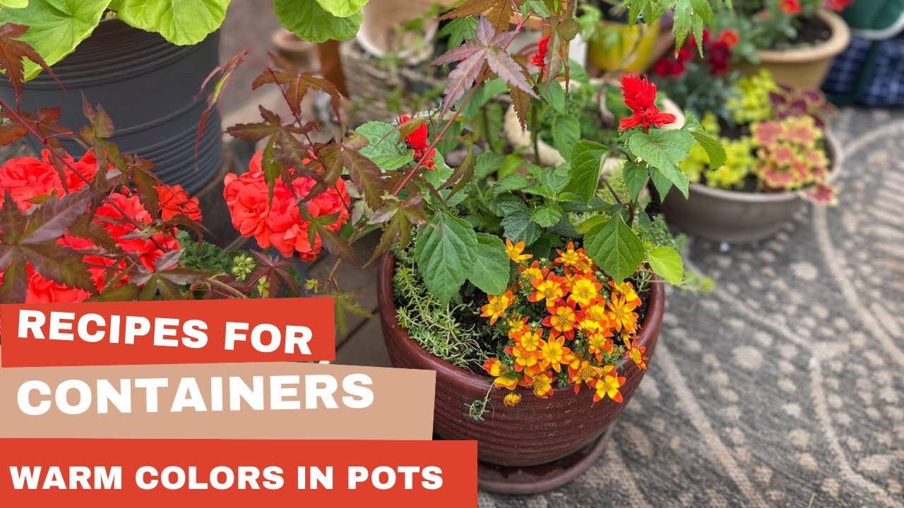 Summer container recipes🥗mixed pots with warm summer colors - YouTube