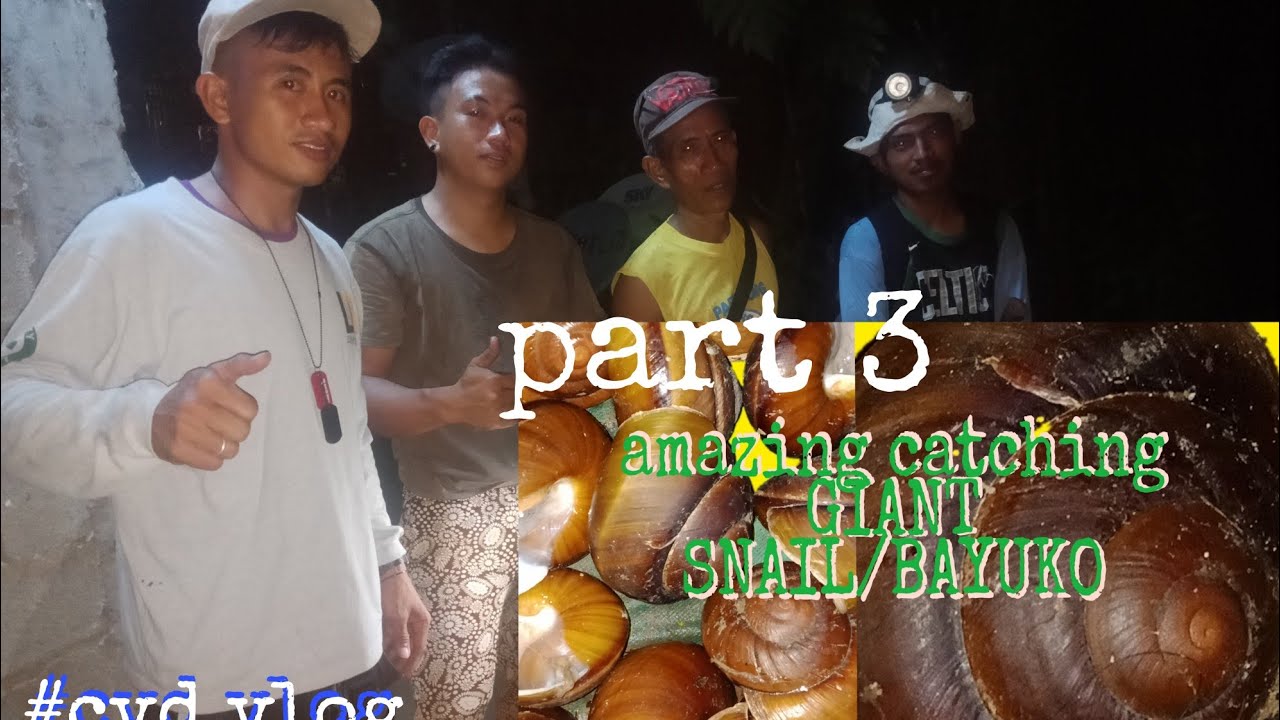 part 3 amazing catching giant snail/bayuko#cvd vlog#pls! subscribe ...