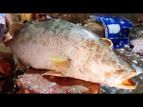 How to Cut and Clean A Big Bhetki Fish in Fish Market | Coral Fish ...