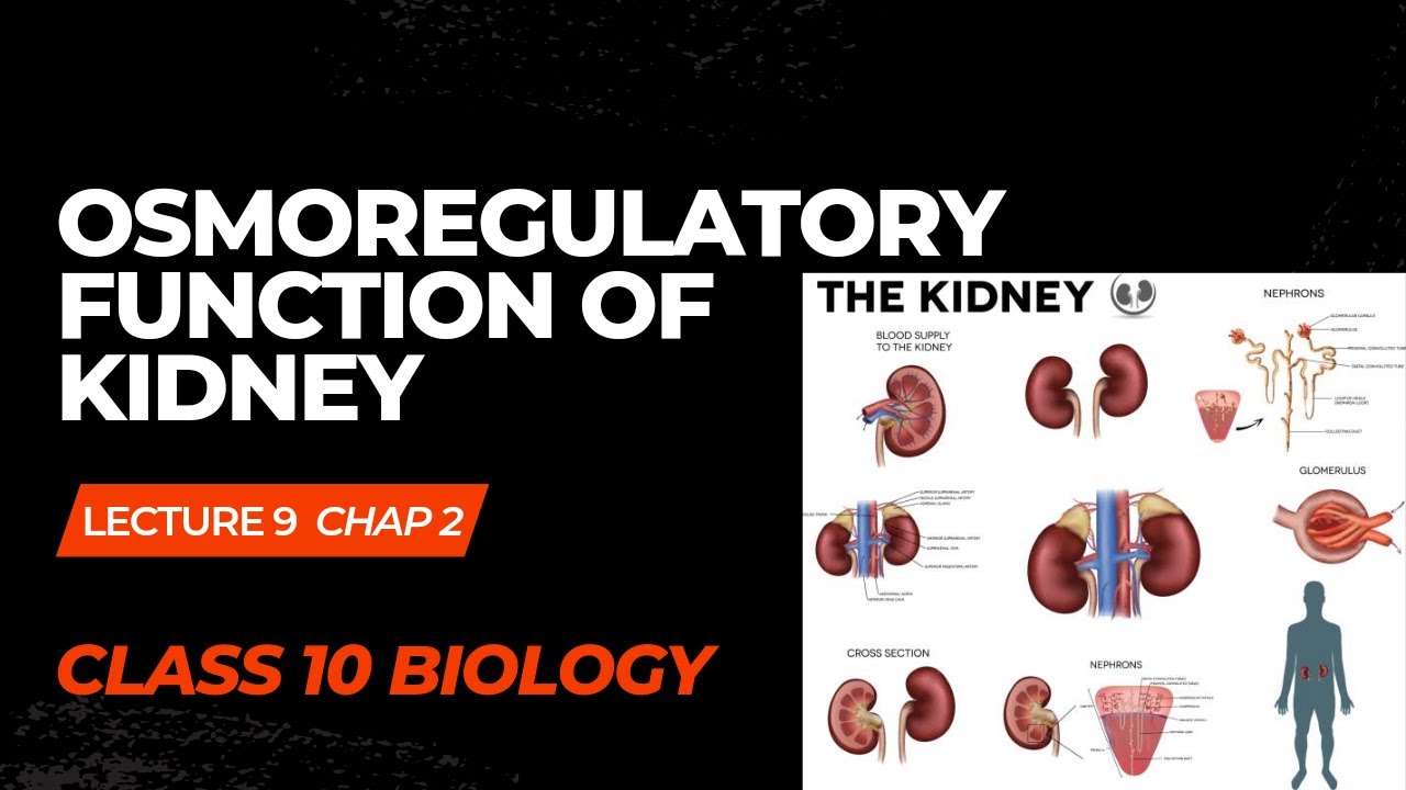Osmoregulatory function of Kidney|Class 10 Biology|Chapter 2 ...