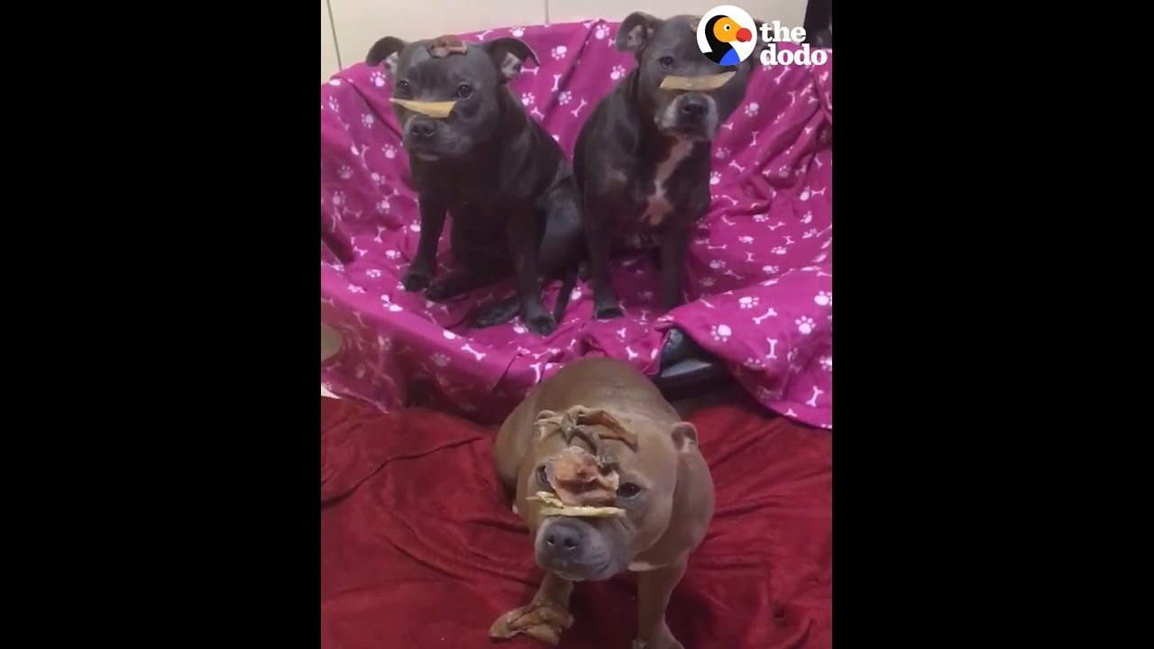 Pit Bulls Do Mannequin Challenge - YouTube