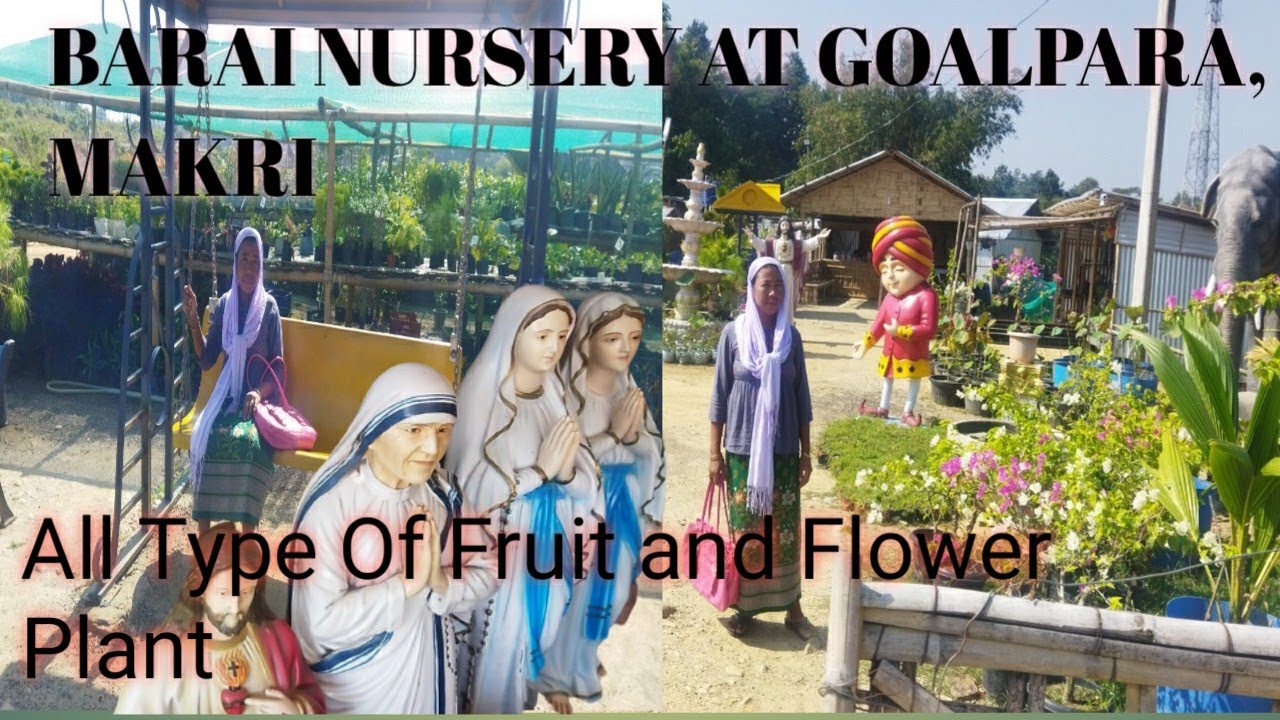 BARAI NURSURY AT GOALPARA, MAKRI#ALL TYPE OF FRUIT AND FLOWER PLANT AVAILABLE - YouTube