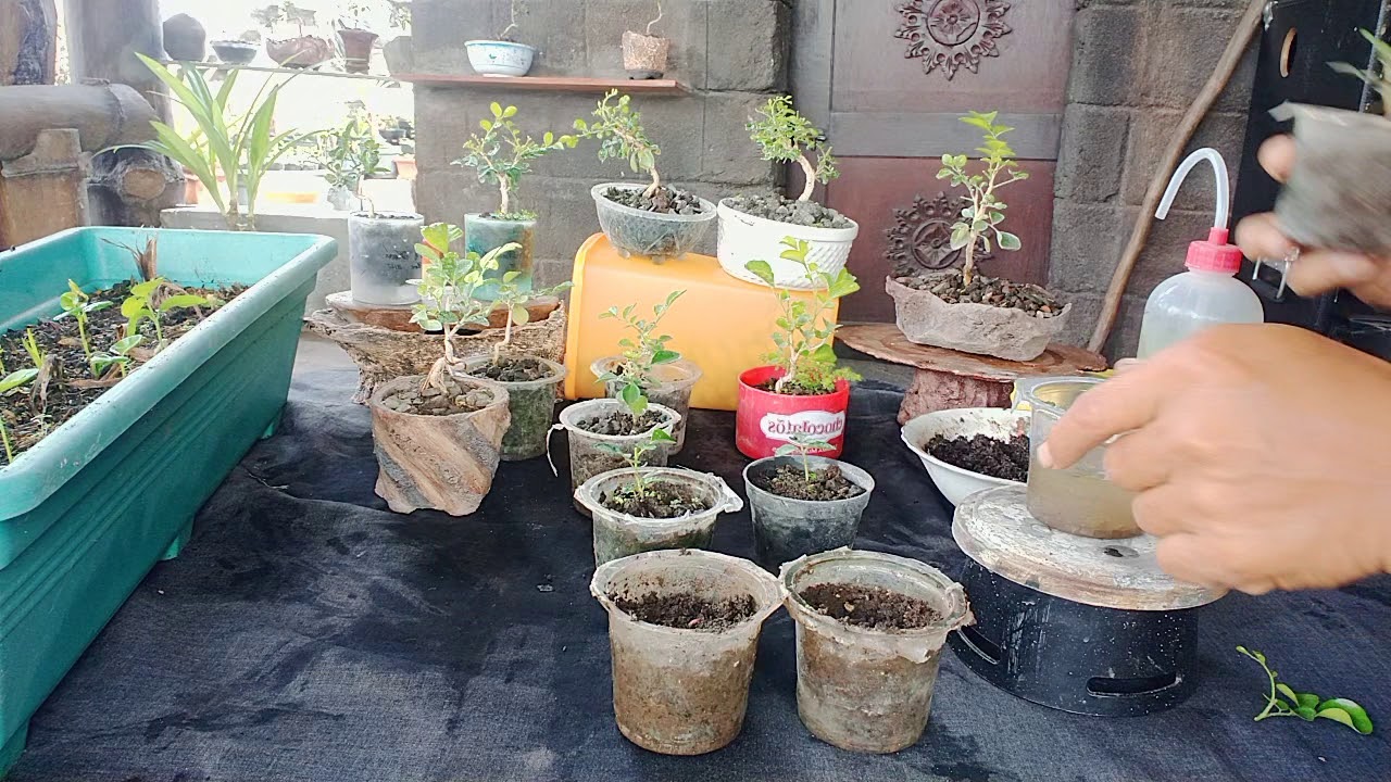 CARA Super Cepat.. urutan menanam biji kemuning .Istimewa istimewa ...