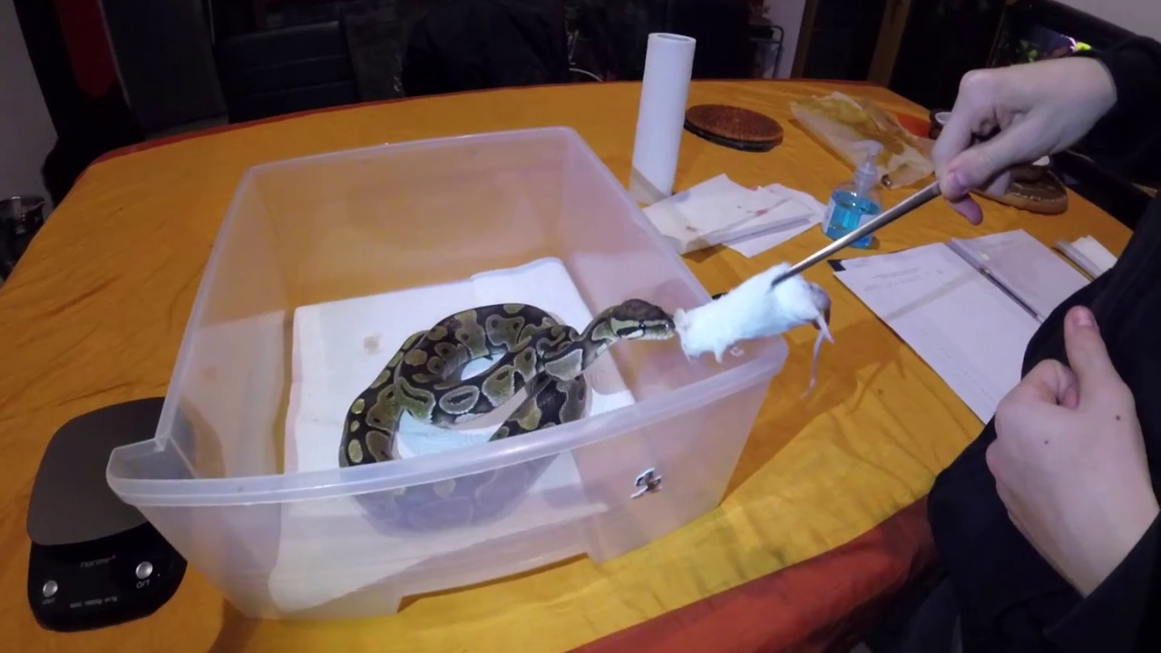 Frappe d'un python regius lors de son repas! Oupssss... non ce n'était pas la souris! - YouTube