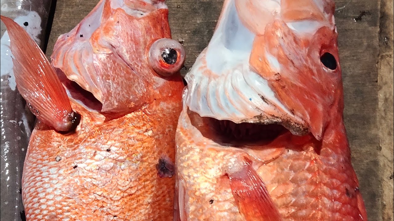 Red snapper o maya maya and bight redfish o siga fresh na fresh #shorts ...