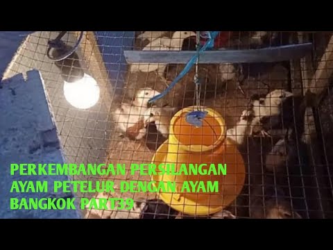 Perkembangan Petsilangan Ayam petelur dan Ayam bangkok part39 - YouTube