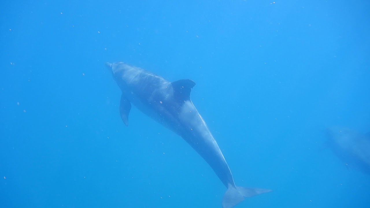 Indo-pacific bottlenose dolphin (Tursiops aduncus) - YouTube