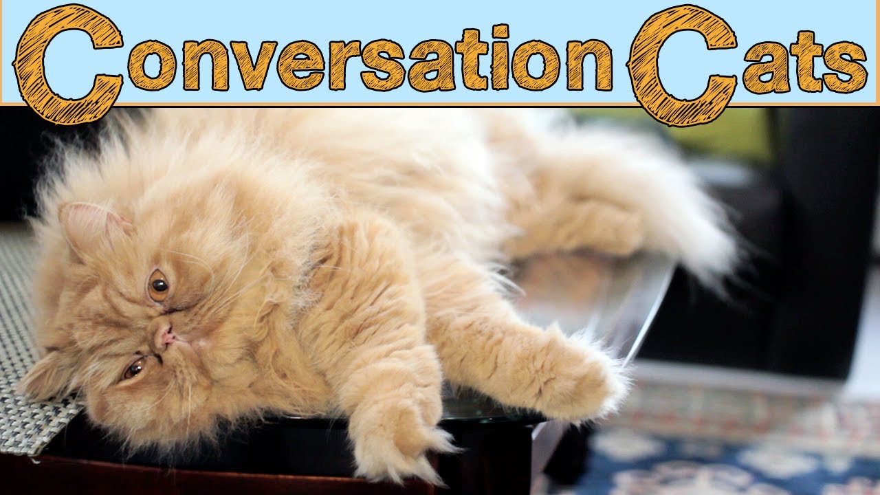Conversation Cats YouTube Trailer - YouTube