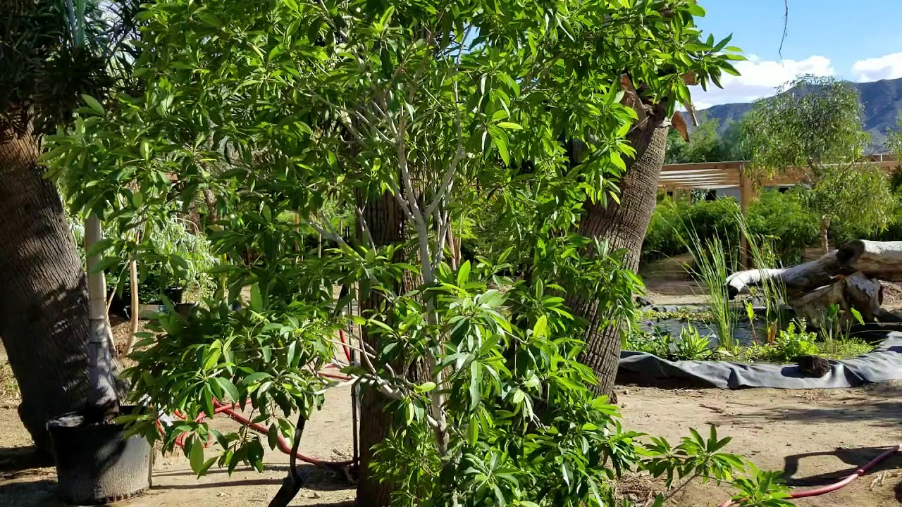 Growing Sapodilla Chico Sapote In Phoenix Youtube