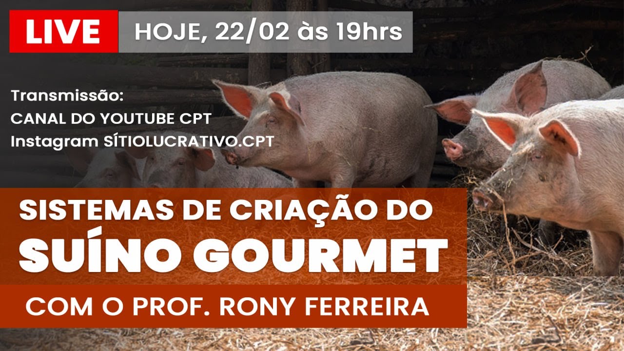 SISTEMAS DE CRIAÇÃO DO SUÍNO GOURMET - YouTube