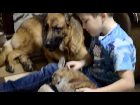 домашняя рысь. нам 8 месяцев.Самара.