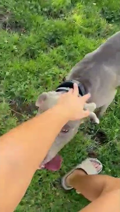 Stichting Hobodogs: Ares (6) - YouTube