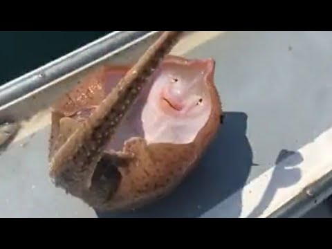 How do you tickle a fish? - YouTube