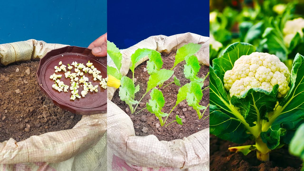 Creative How to grow Cauliflower tree from Cauliflower | Grow ...