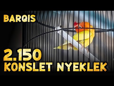 Poin 2.150 Konslet Nyeklek Lovebird Barqis KNA Bf