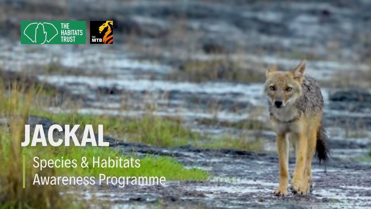 Golden Jackal: The Silent Predator in a Changing Land - YouTube