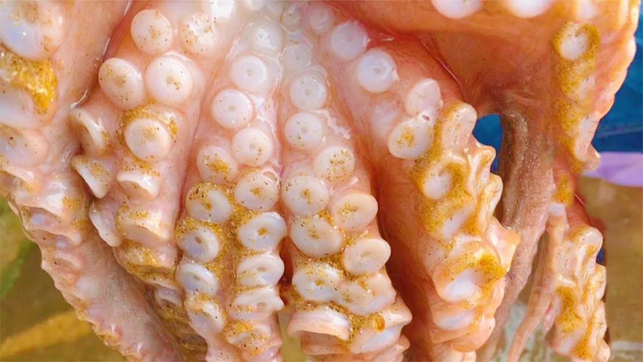 Catch a giant octopus on the beach ! It can weigh a lot ! - YouTube