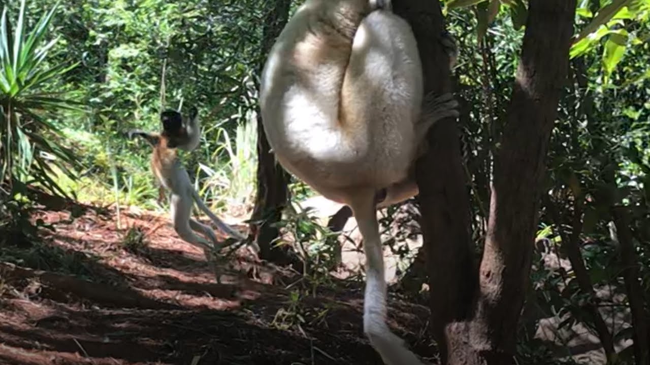 Dancing Lemurs Verreaux's Sifaka of Madagascar - YouTube