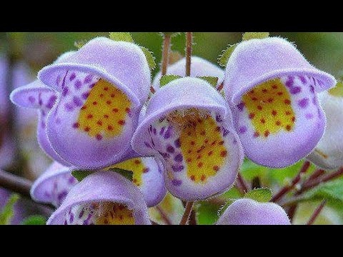 Amazing, unusual, rare flowers and plants that grow in Africa. - YouTube