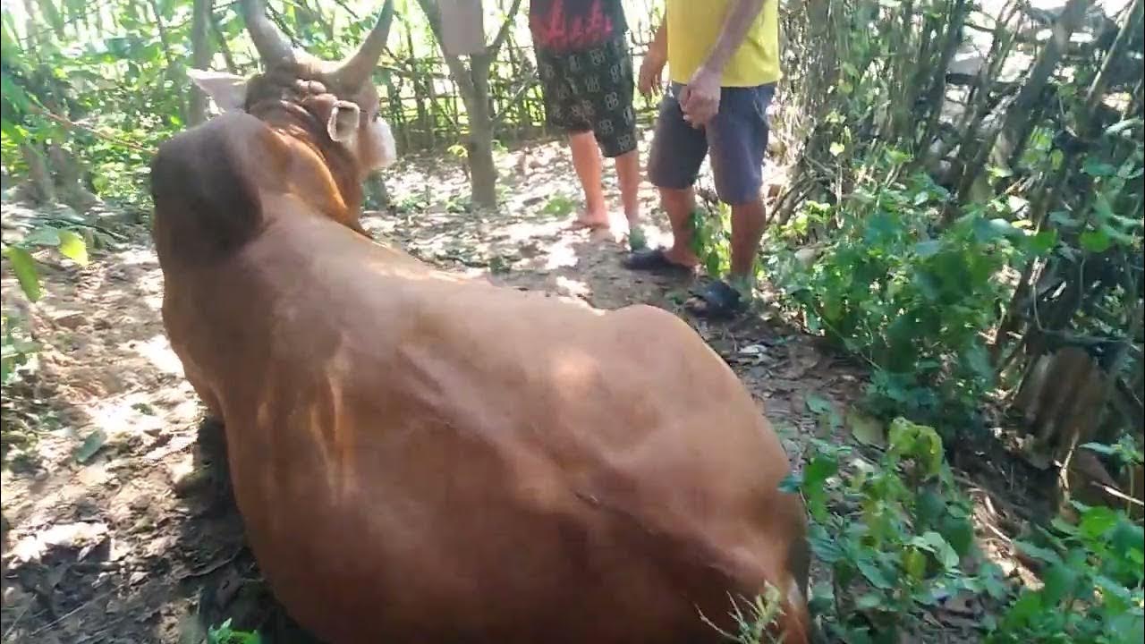 saib maim xis kwm tus nyuj kaim nrau zoo kawg tus no na - YouTube