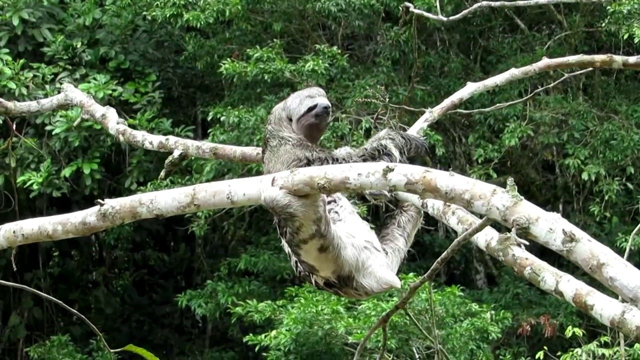 Our Amazon Treasure - YouTube