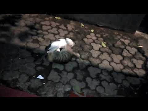 Video lucu kucing berantem sampai lemas