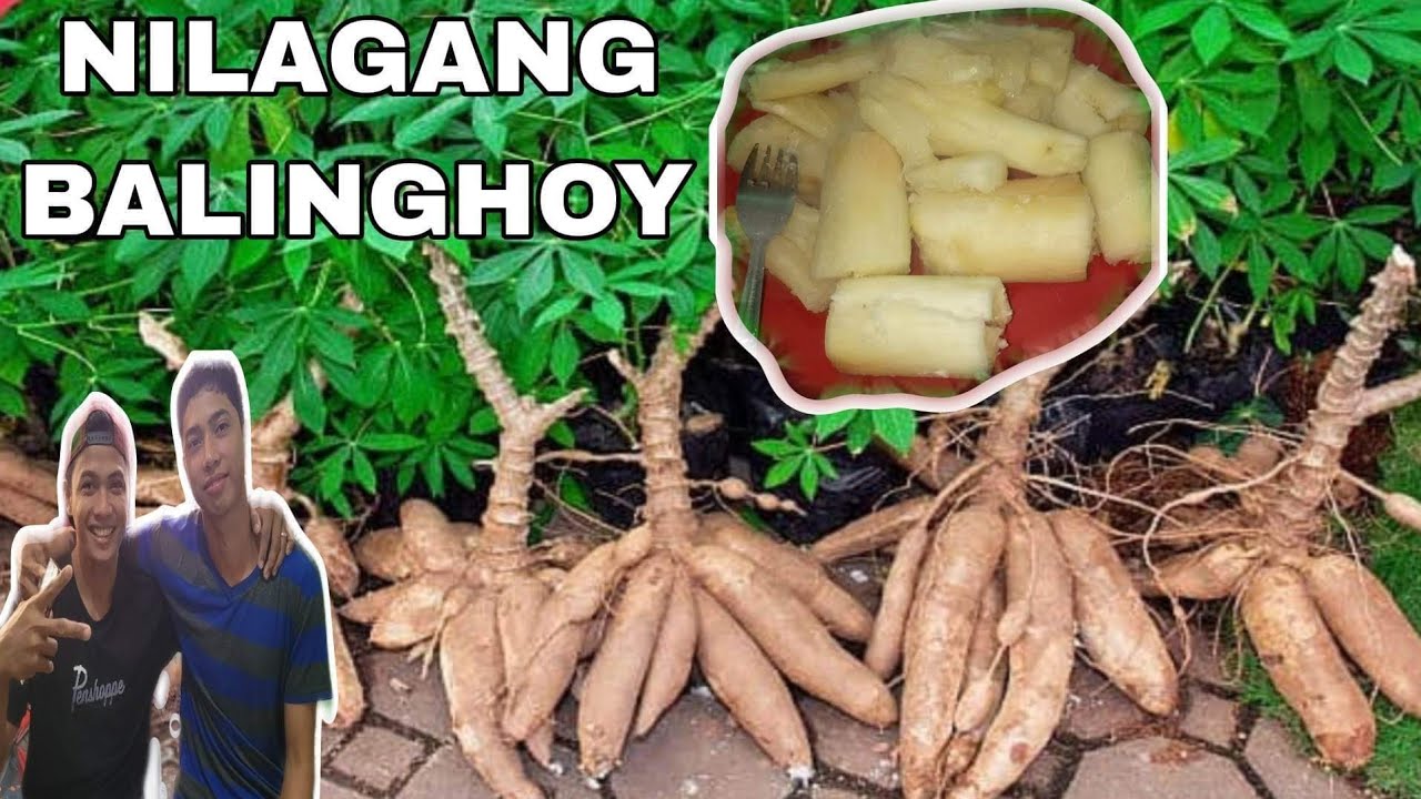 Organic meryenda nilagang balinghoy meryenda - YouTube