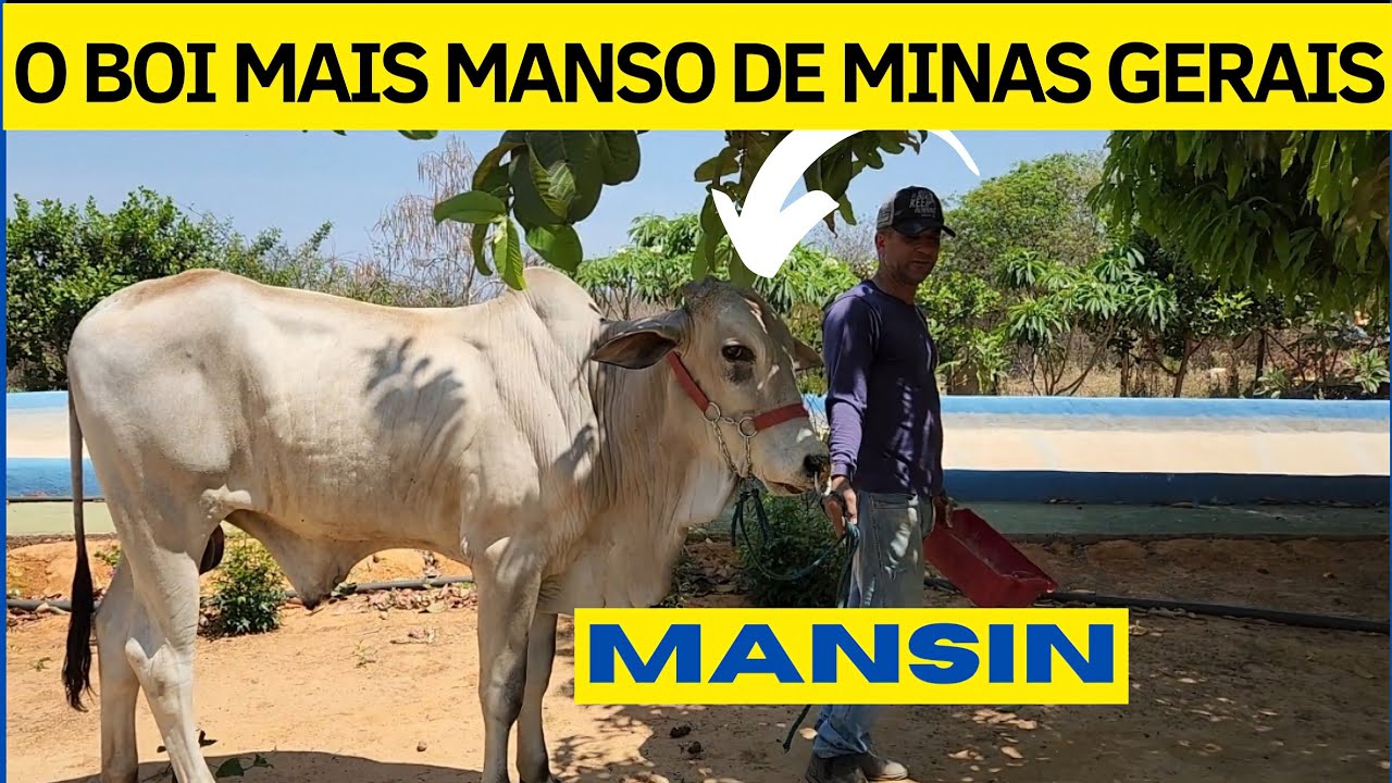 O BOI MAIS MANSO DE MINAS GERAIS. NOSSO DOMINGO AQUI NO SÍTIO. - YouTube