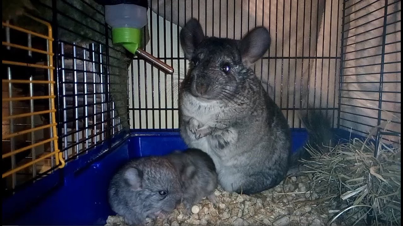 Chinchilla mom Iriska with her cubs=) - YouTube