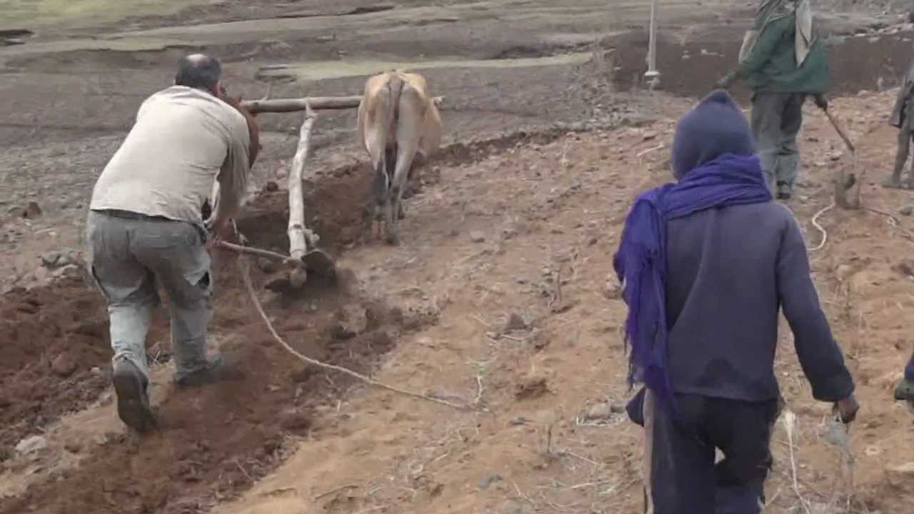 Bullock Ploughing (plowing) near Dabat, Tigrai, Ethiopia - YouTube