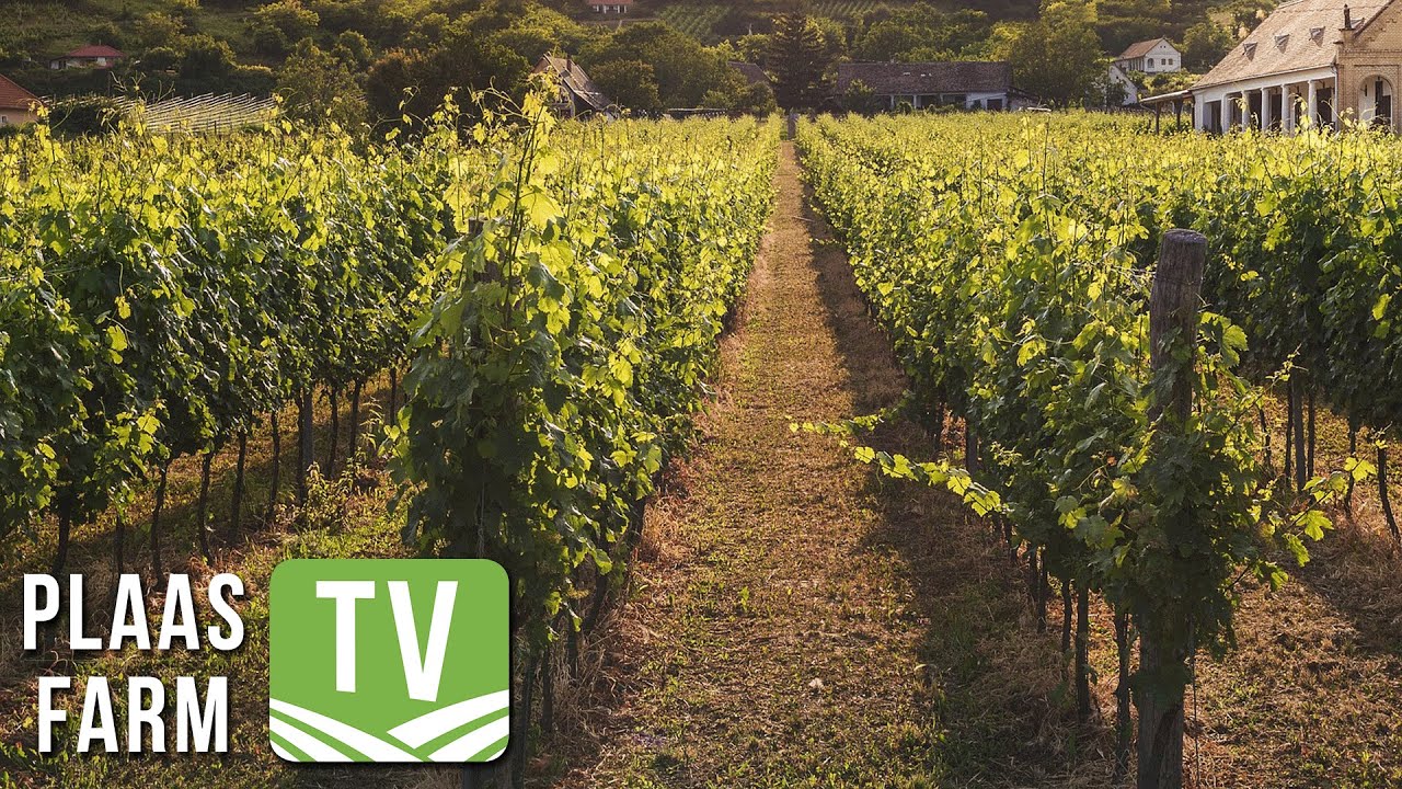 Satellietbeelde sit handjie by tydens parstyd: Plaas TV 25 Jan 2023 ...