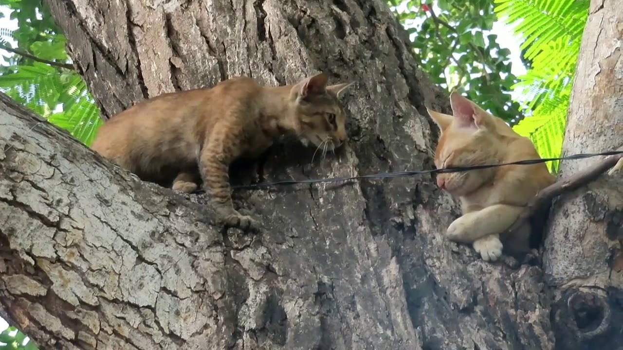 These Homeless Cats love Trees. - YouTube