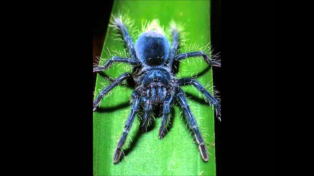 grupo jubilee, la cacata 90s - YouTube