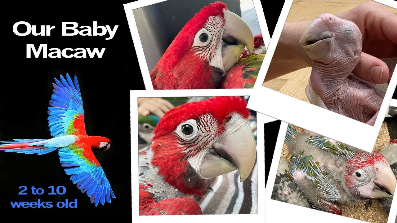 Green Wing Macaw Central Florida Zoo & Botanical Gardens Green Winged