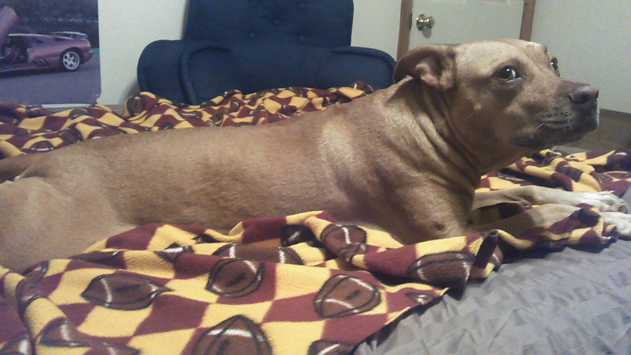 Crying pit bull - YouTube