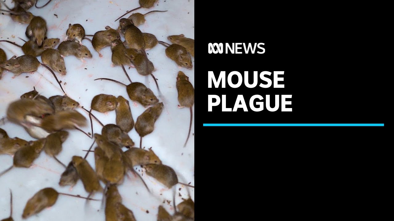 Mouse plague wreaks havoc as farmers spend thousands in desperate ...