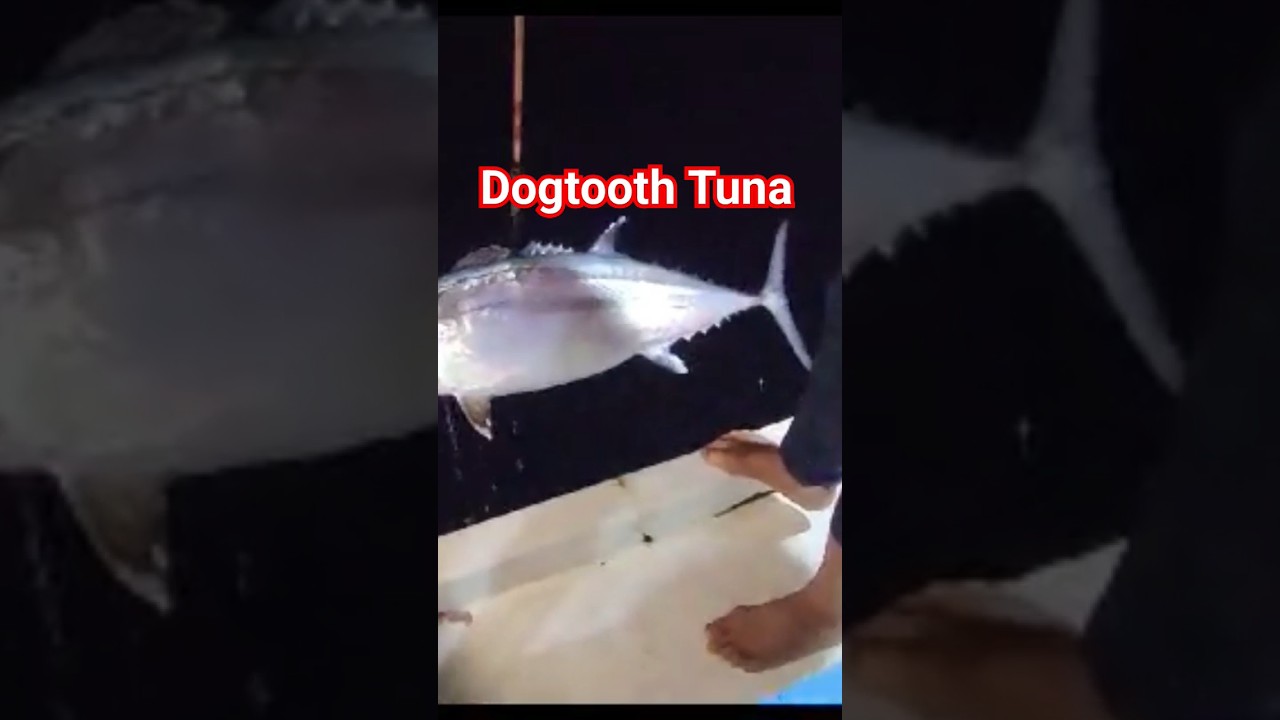 Cast jig || Jackpot Dogtooth Tuna ‼️ - YouTube