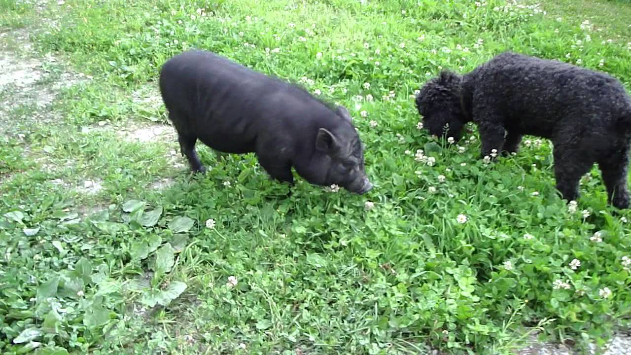 PIPI Vietnamese pot-bellied pig running and playing - YouTube
