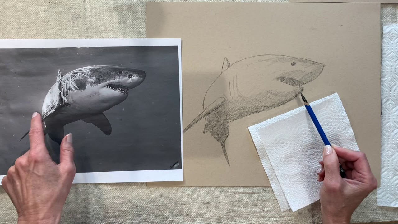 Drawing a Shark with Charcoal and Graphite - YouTube
