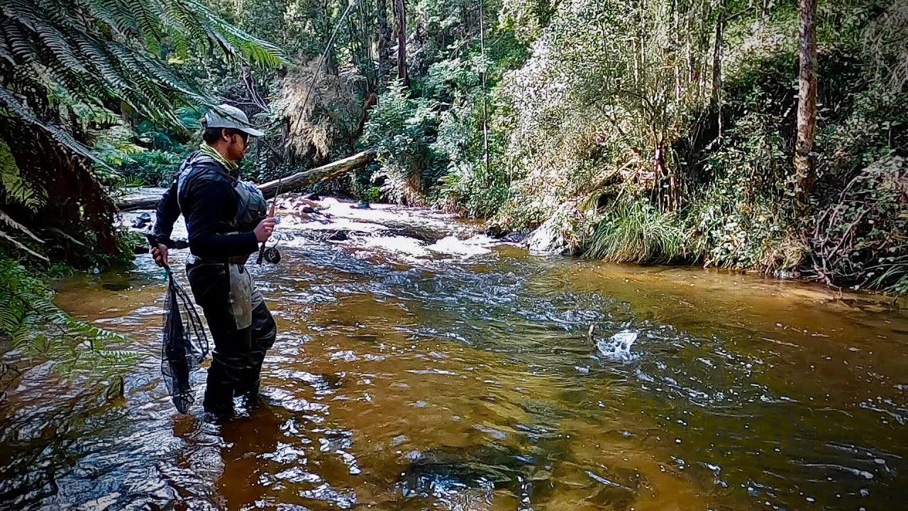 TOORONGO RIVER | Catching Trout on Nymphs, Dry, Mop and Worm Flies ...