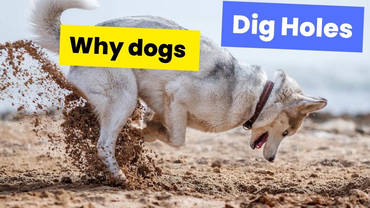 Why Do Dogs Dig Holes? Uncover the Reasons! - YouTube